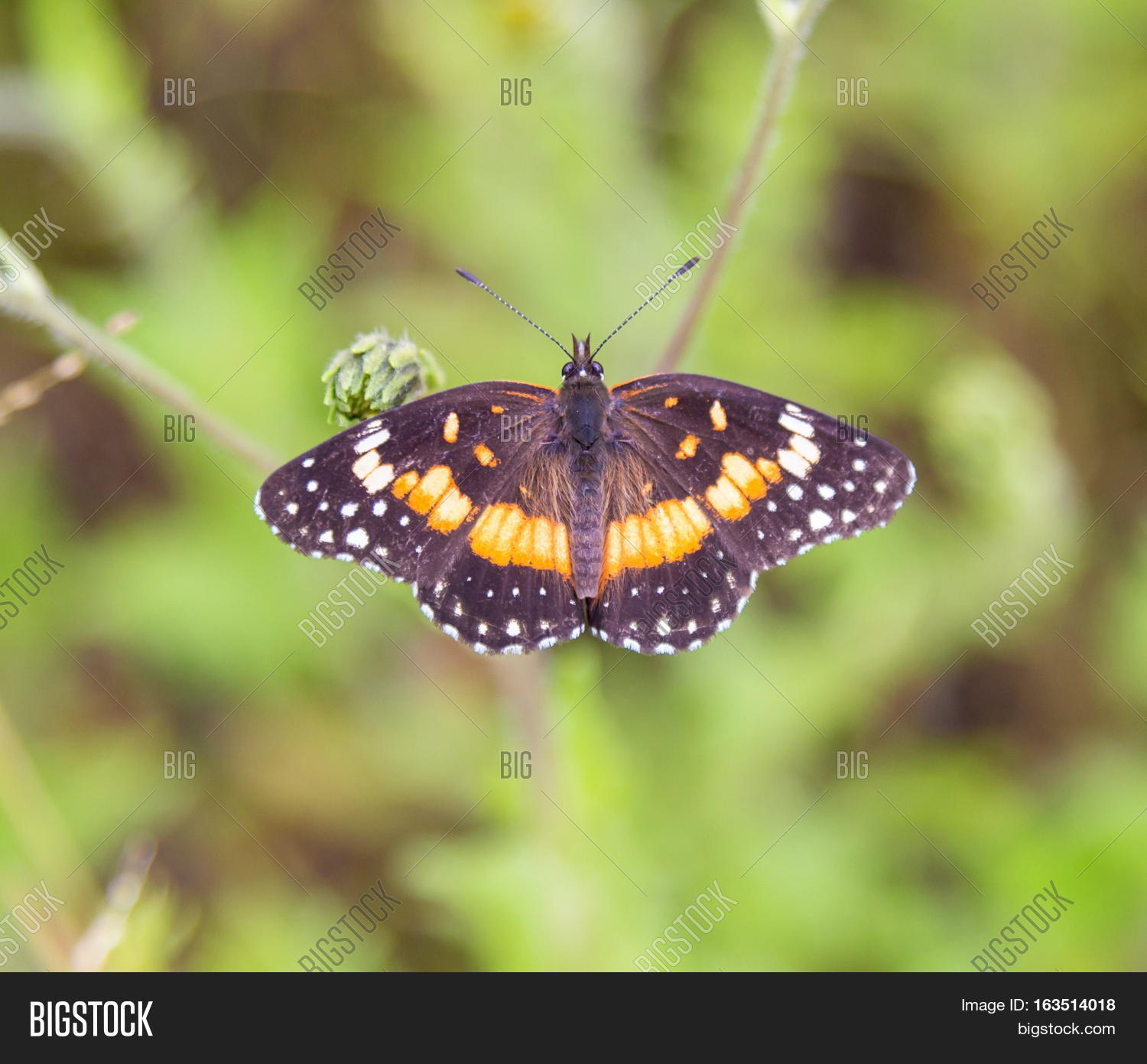 Bordered Patch North Image & Photo (Free Trial) | Bigstock