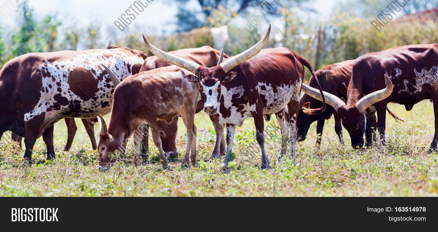 Texas Longhorn Breed Image & Photo (Free Trial) | Bigstock