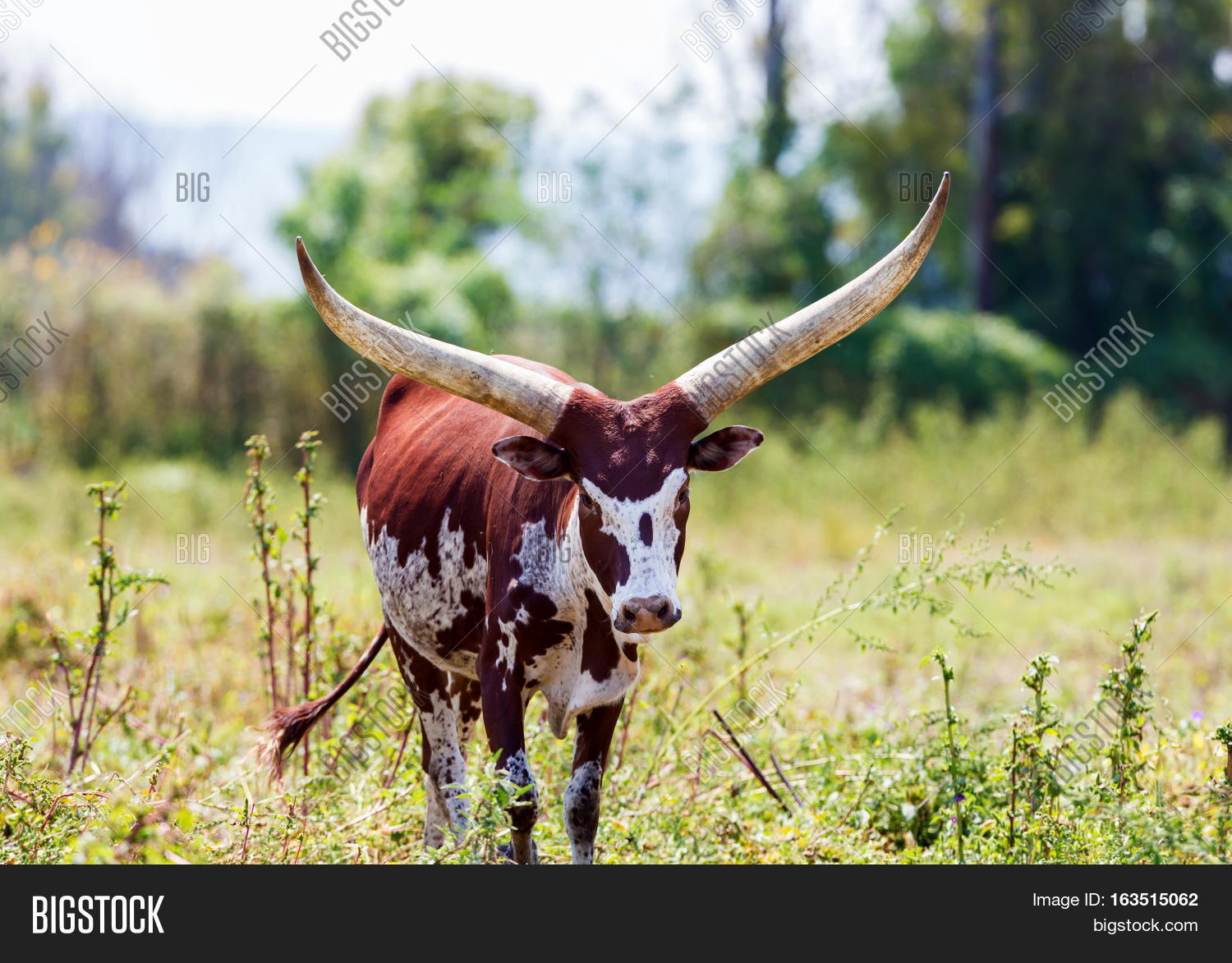 Texas Longhorn Breed Image & Photo (Free Trial) | Bigstock