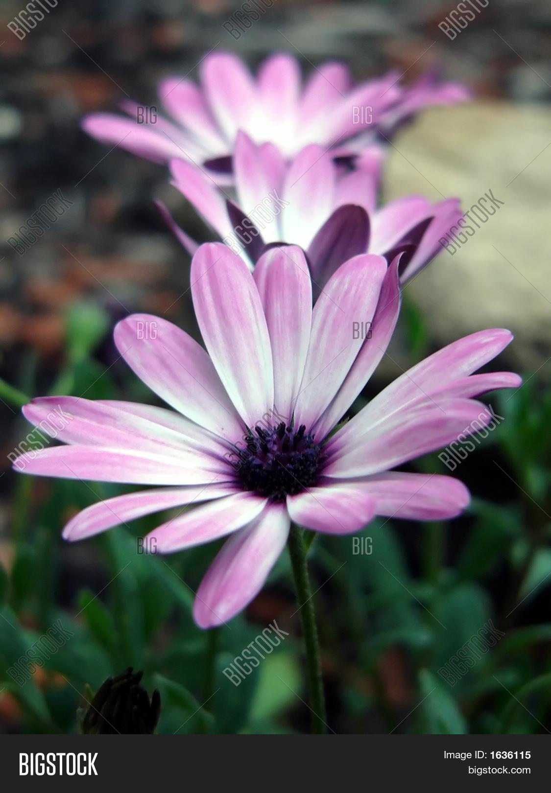 Daisy Image & Photo (Free Trial) | Bigstock