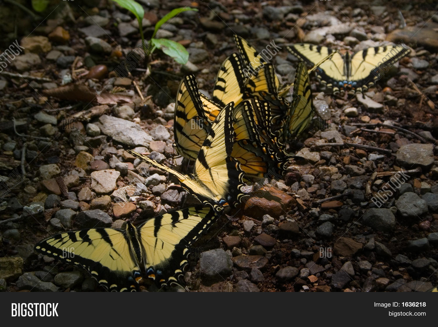 Yellow Butterflies Row Image & Photo (Free Trial) | Bigstock