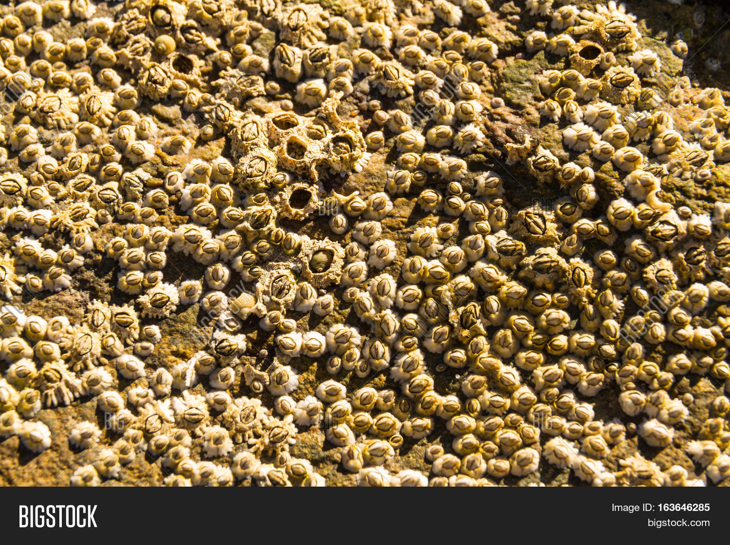 Acorn Barnacle Image & Photo (Free Trial) | Bigstock