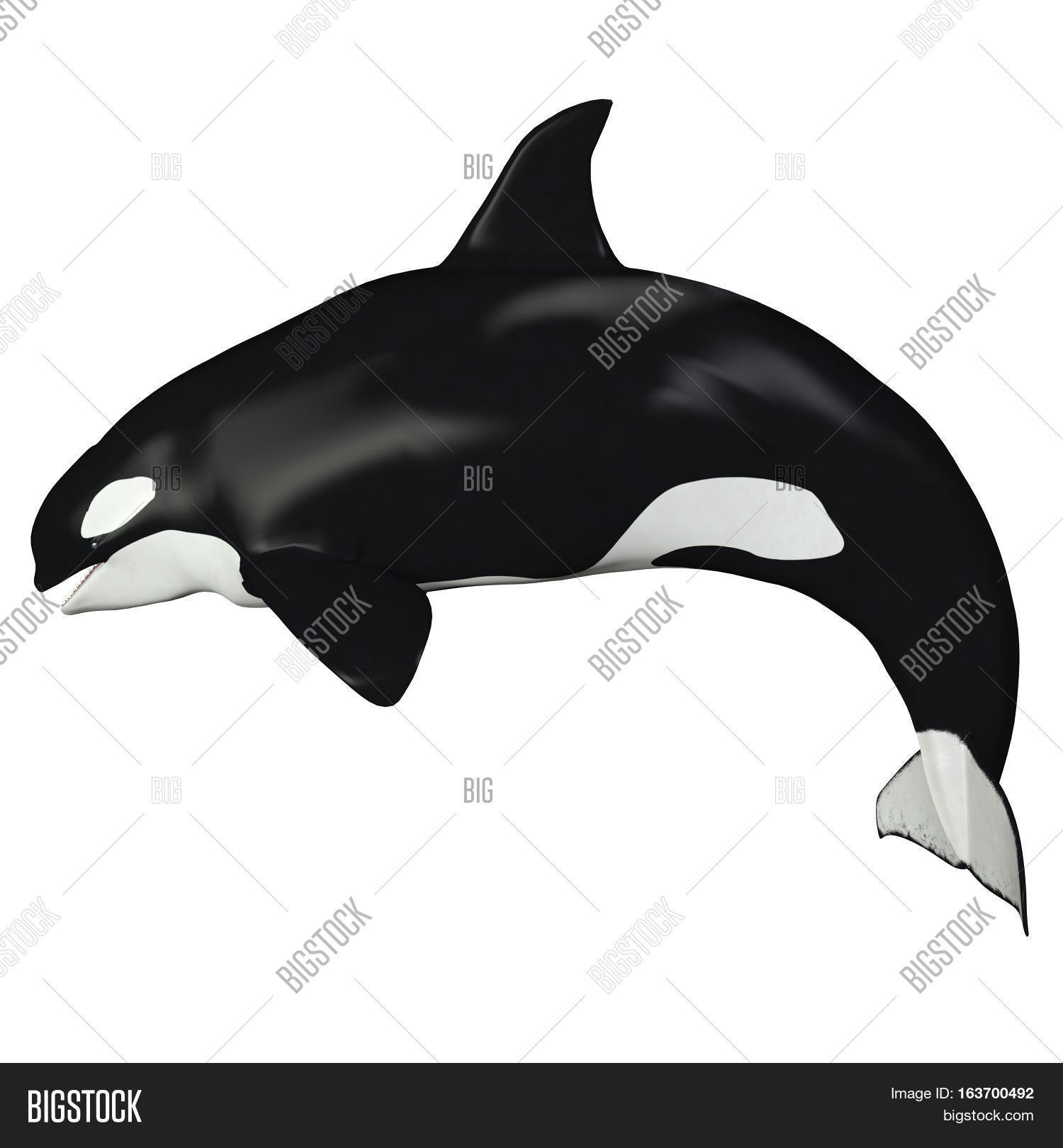 Orca Female Whale 3D Image & Photo (Free Trial) | Bigstock