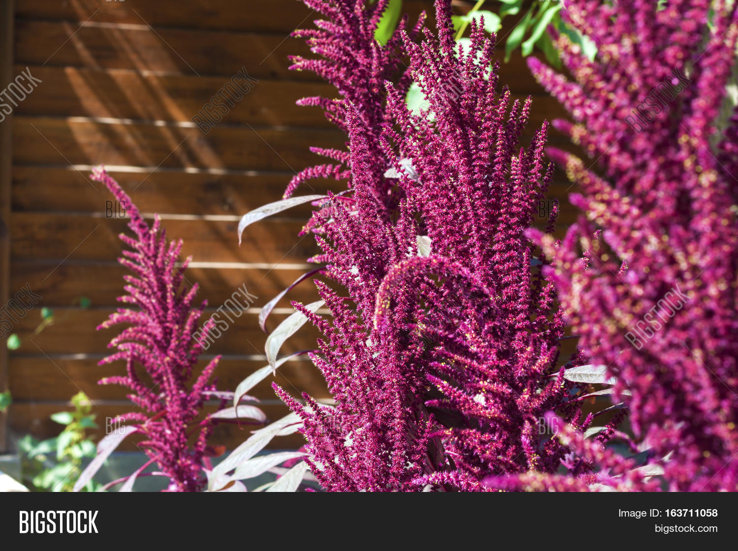 Red Amaranth ( Image & Photo (Free Trial) | Bigstock