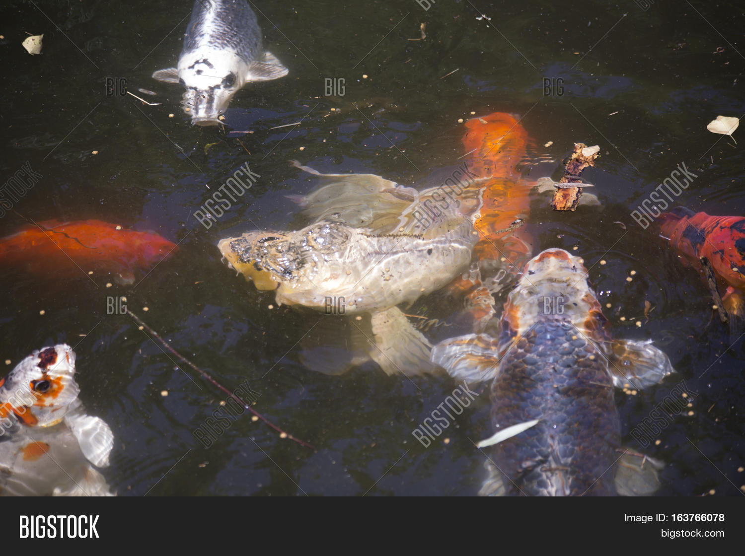 Koi (Cyprinus Carpio Image & Photo (Free Trial) | Bigstock