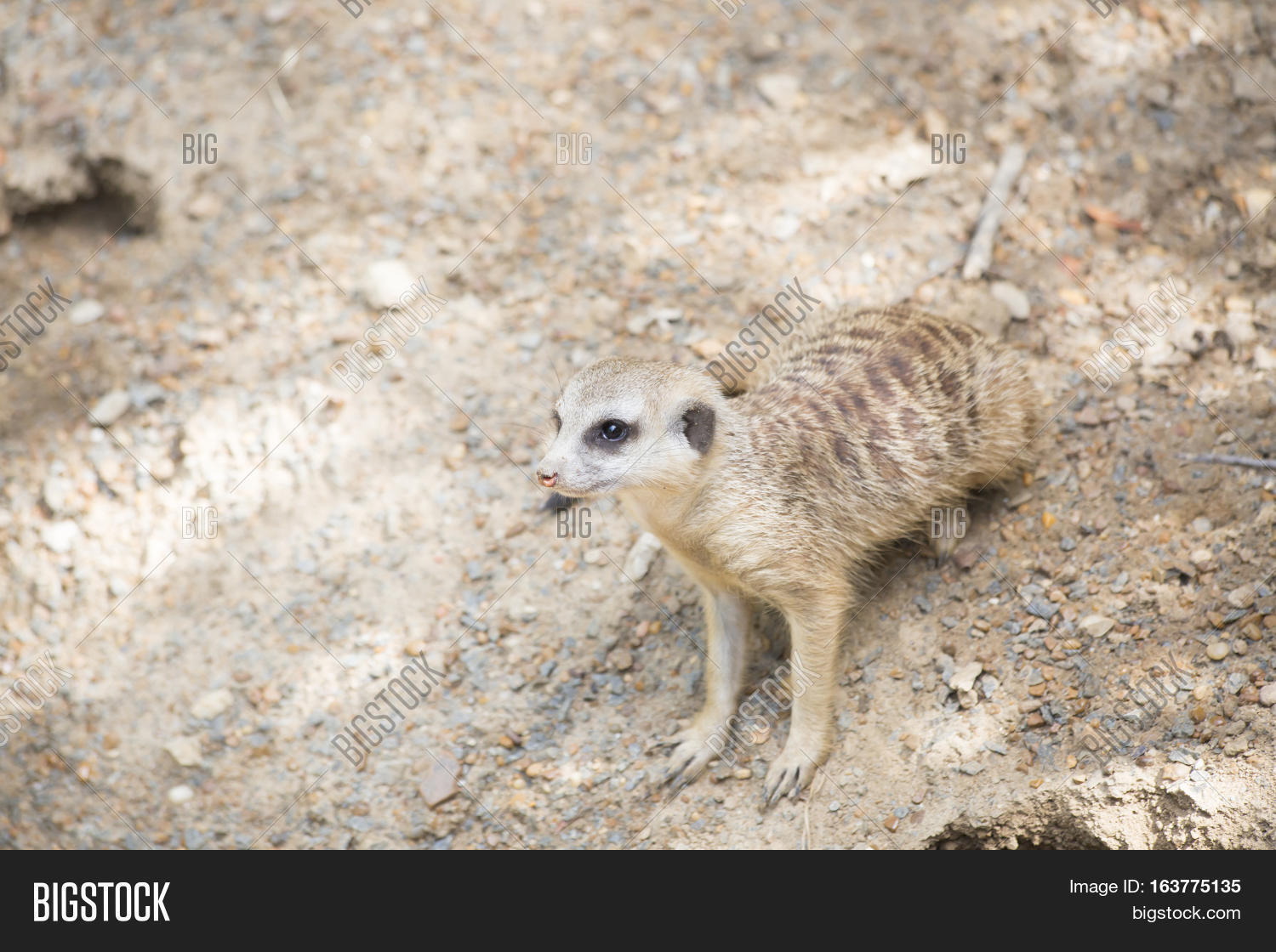 Watchful Meerkat Ready Image & Photo (Free Trial) | Bigstock