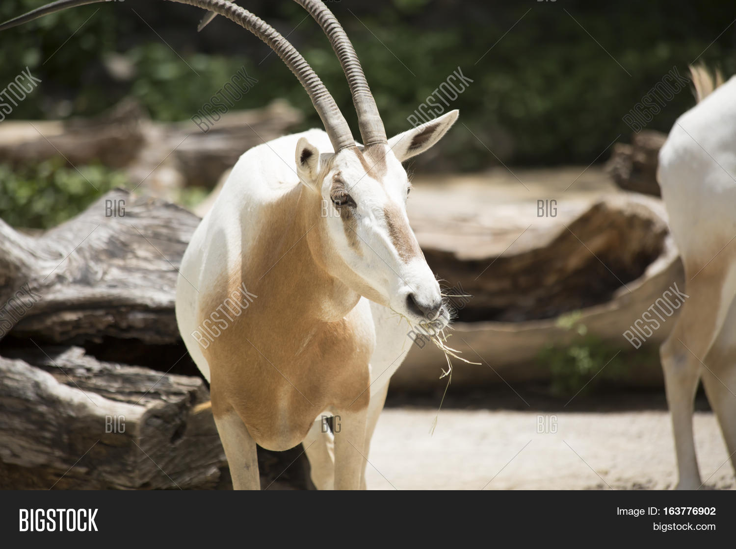 Scimitar Oryx Image & Photo (Free Trial) | Bigstock