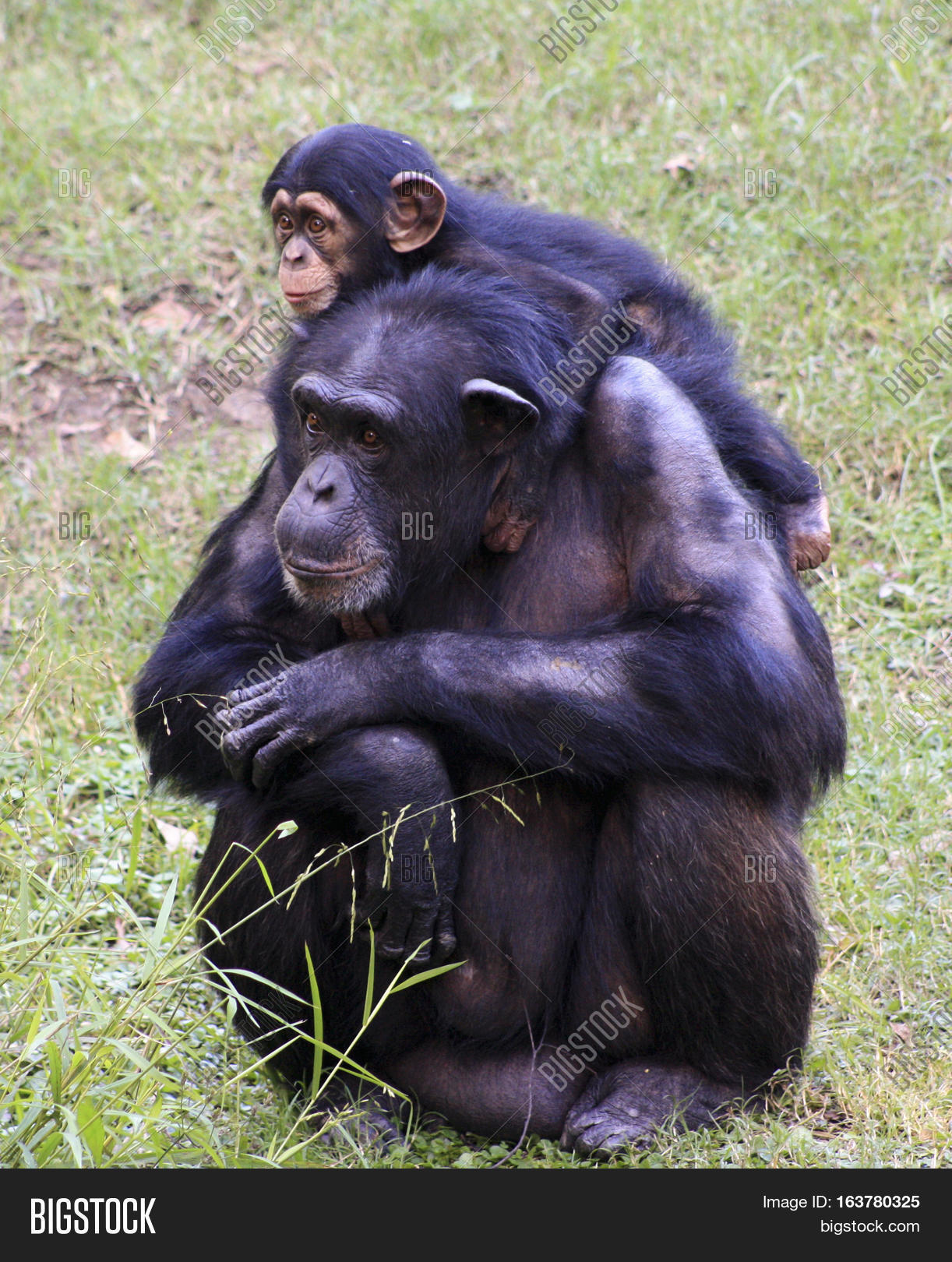 Baby Chimp Hanging On Image & Photo (Free Trial) | Bigstock