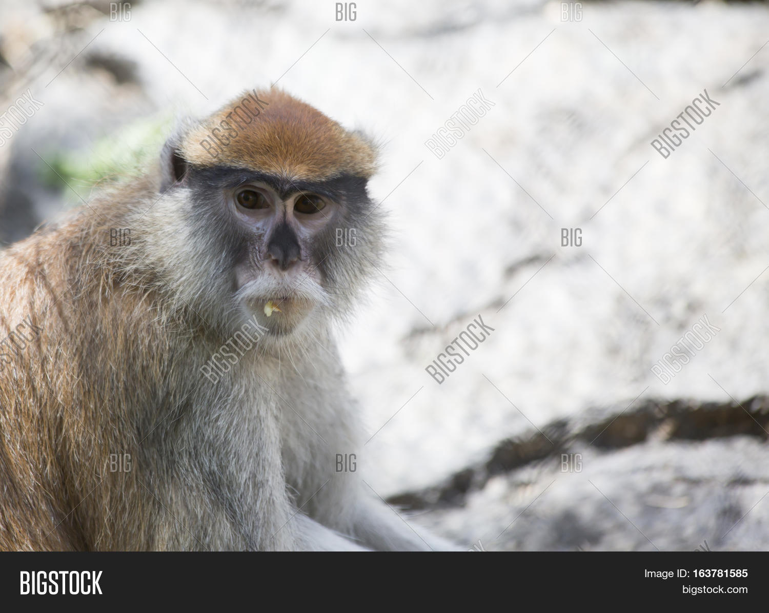 Patas Monkey Called Image & Photo (Free Trial) | Bigstock
