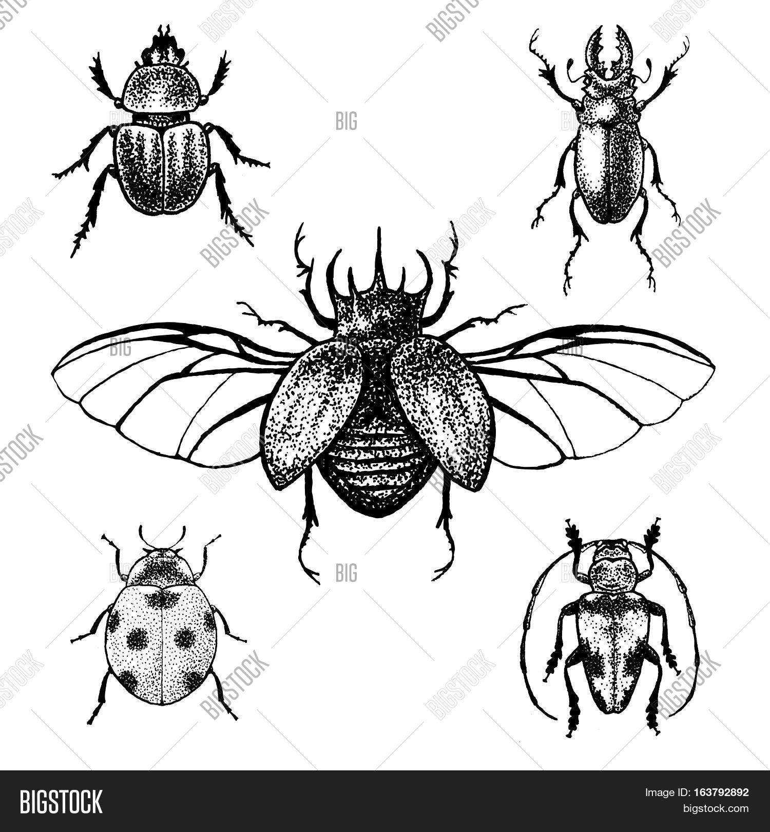 Hand Drawn Beetle Set Image & Photo (Free Trial) | Bigstock