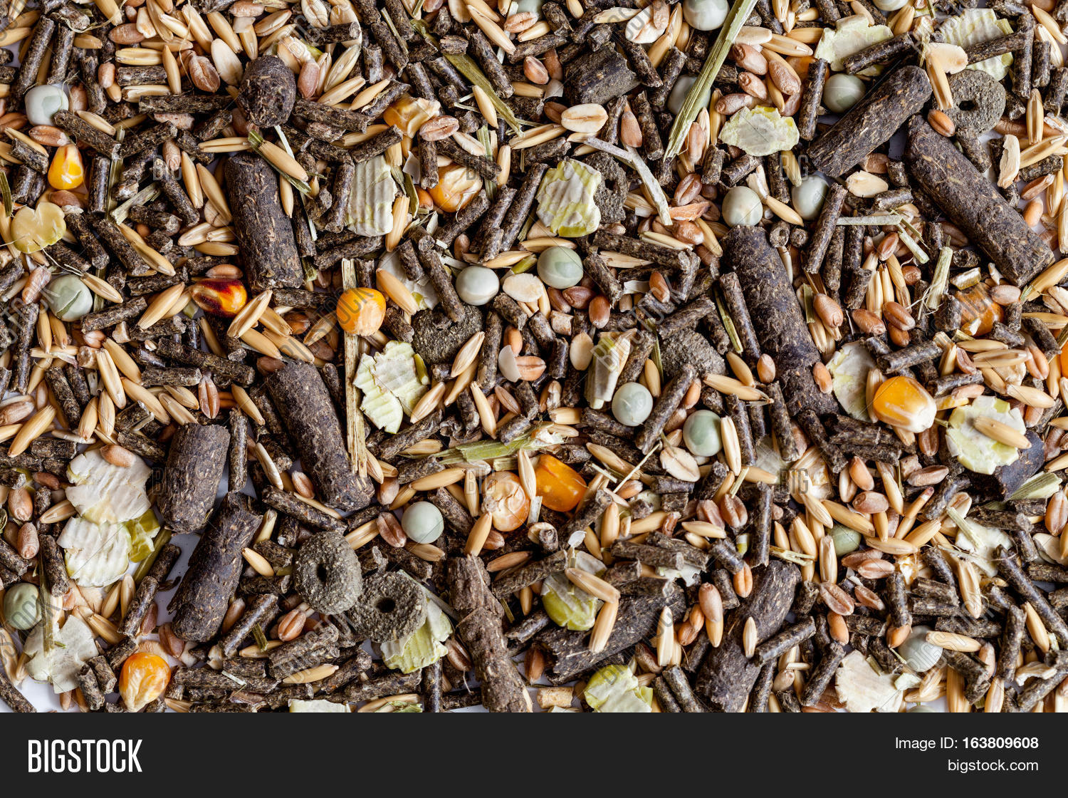 Dry Food Rodents Close Image & Photo (Free Trial) | Bigstock
