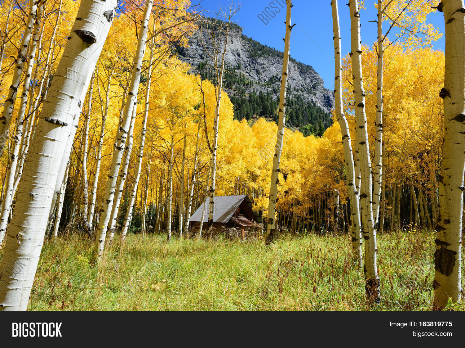 Aspen Tree Fall Image & Photo (Free Trial) | Bigstock
