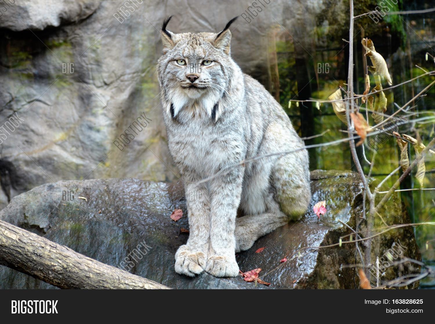 Canadian Lynx Sitting Image & Photo (Free Trial) | Bigstock