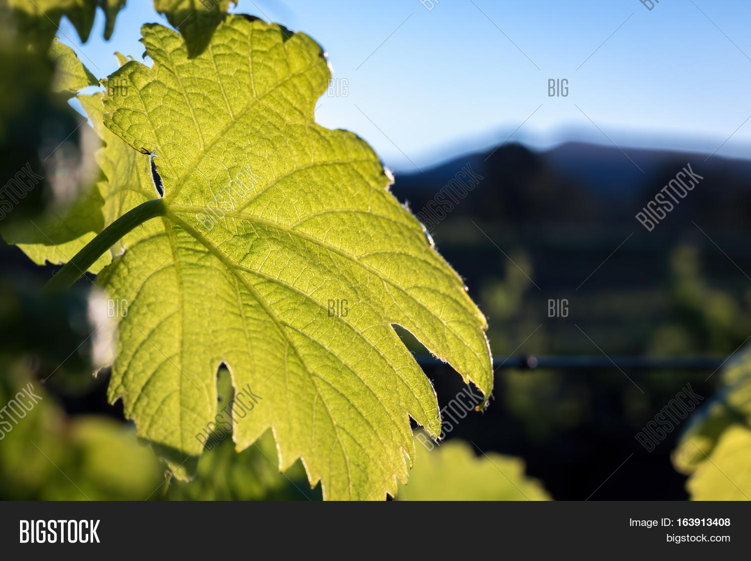 Back Leaf Grapevine Image & Photo (Free Trial) | Bigstock