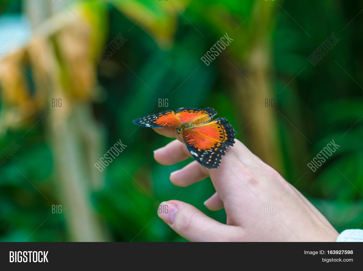 Red Lacewing Butterfly Image & Photo (Free Trial) | Bigstock