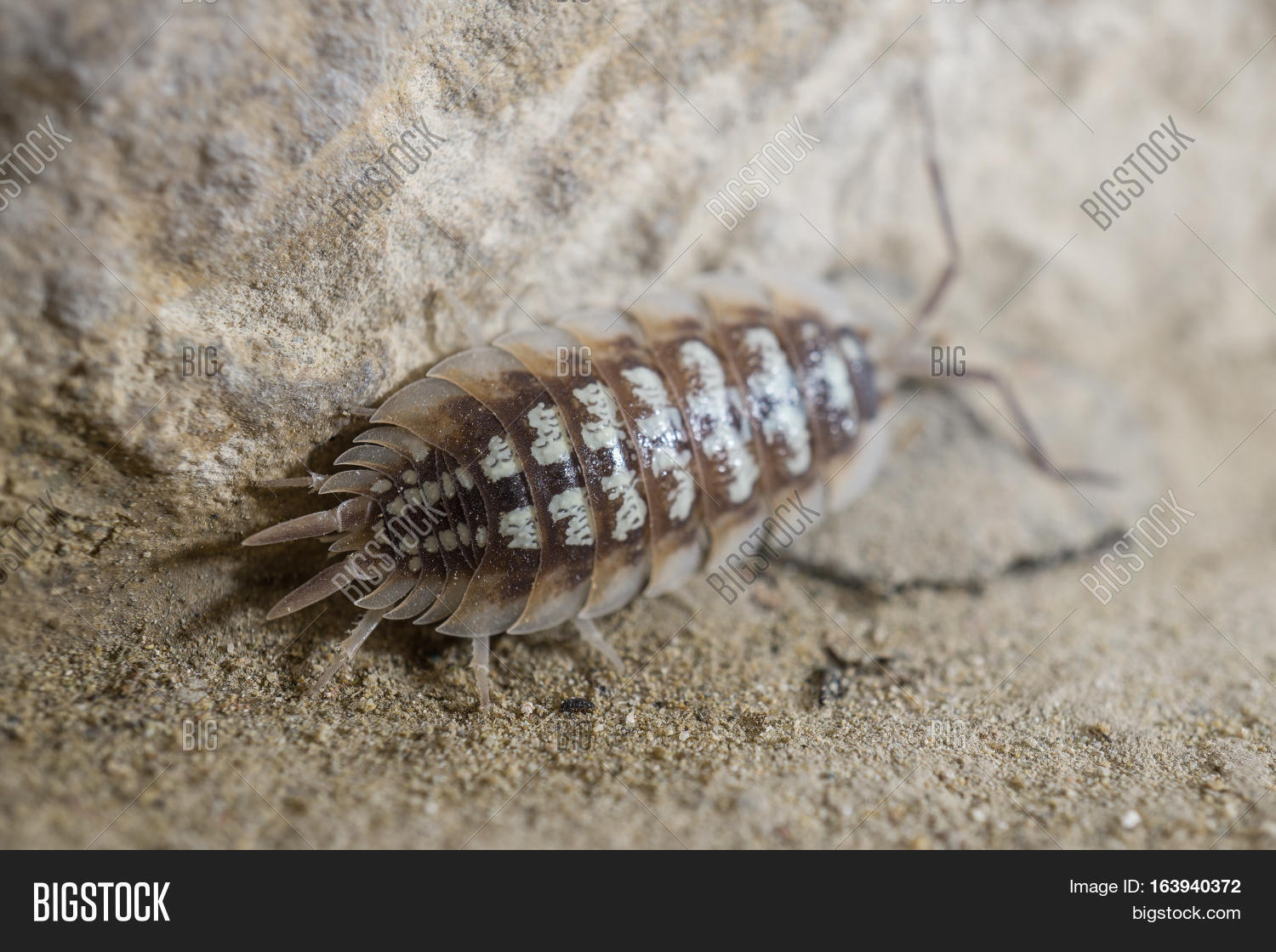 Oniscidae Oniscidea Image & Photo (Free Trial) | Bigstock