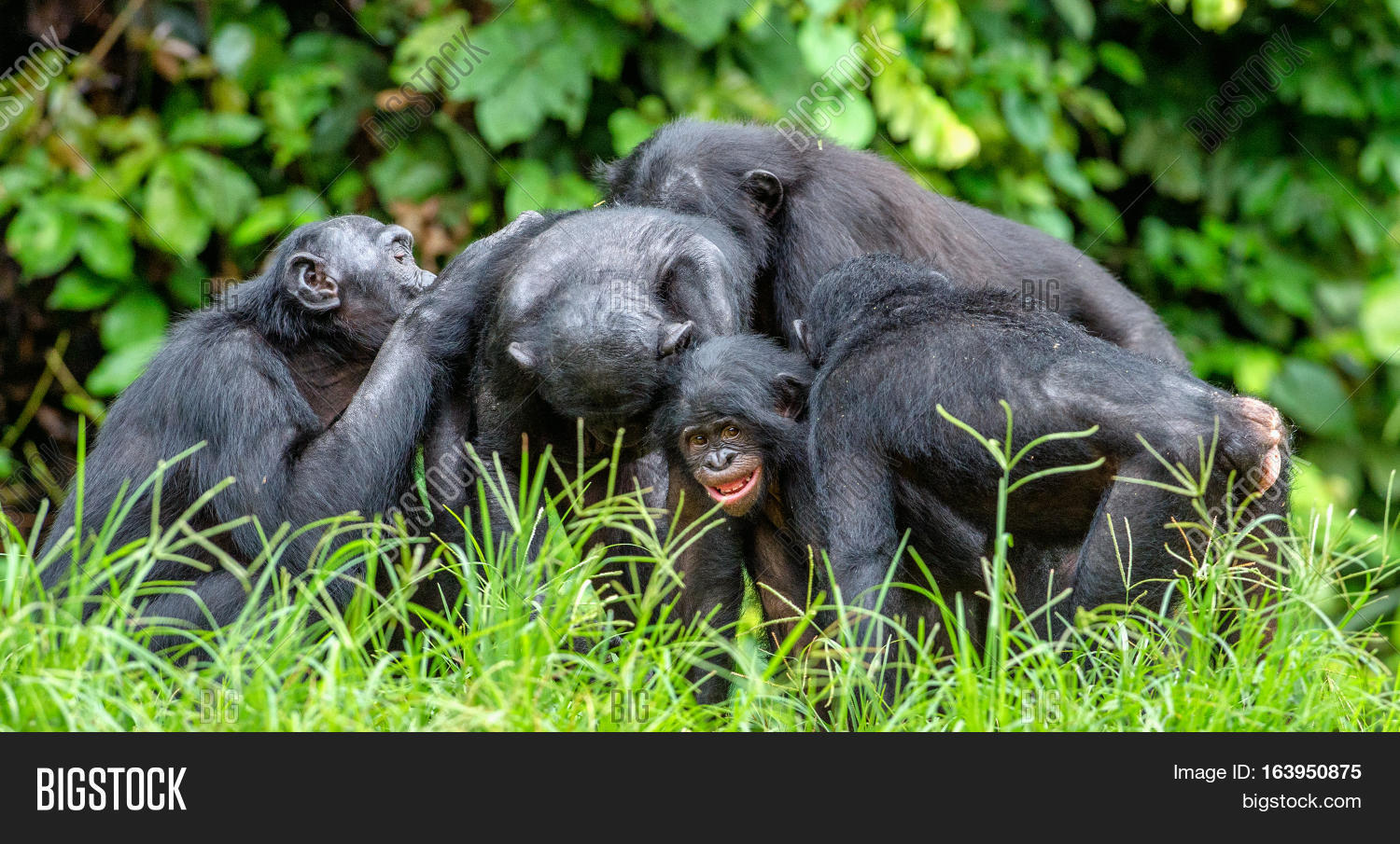Bonobos Natural Image & Photo (Free Trial) | Bigstock