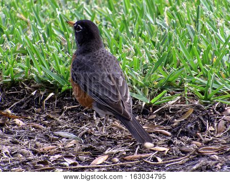 Rear View American Image & Photo (Free Trial) | Bigstock