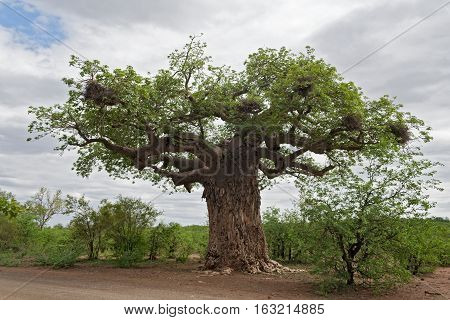 Big Baobab Tree Weaver Image & Photo (Free Trial) | Bigstock