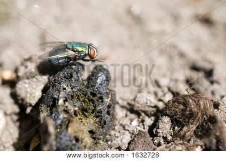 Fly On Shit Image & Photo (Free Trial) | Bigstock