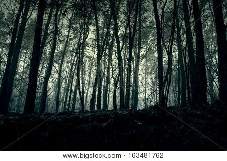 Dark Forest Landscape Image & Photo (Free Trial) | Bigstock