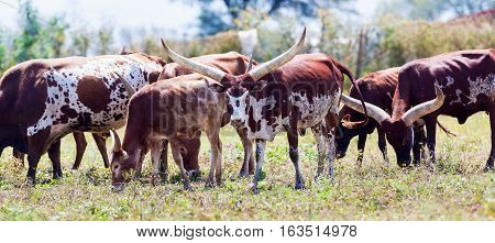 Texas Longhorn Breed Image & Photo (Free Trial) | Bigstock