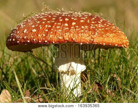 Beautiful Picture Image & Photo (Free Trial) | Bigstock