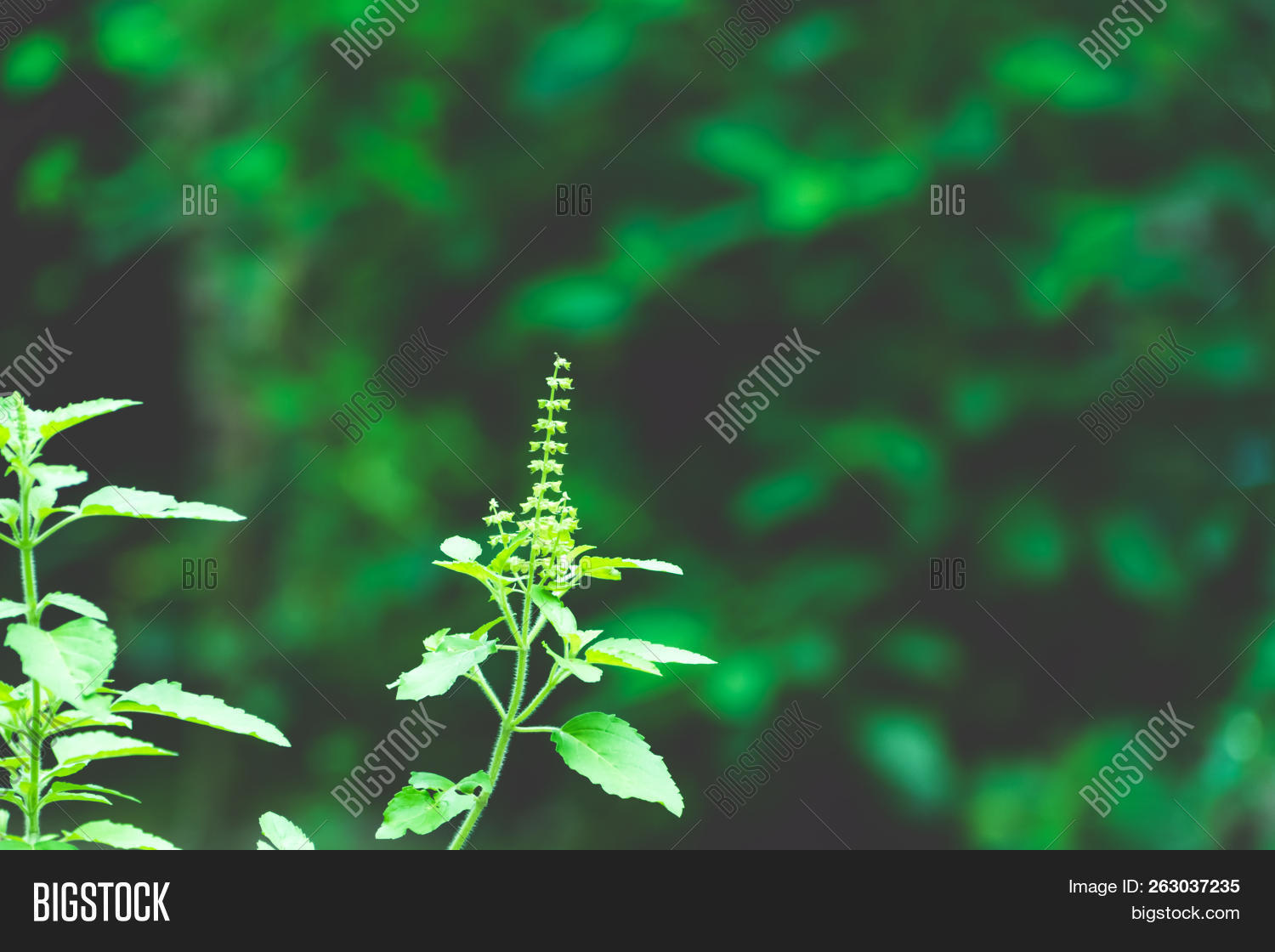 Tulasi Green Tree Image & Photo (Free Trial) | Bigstock
