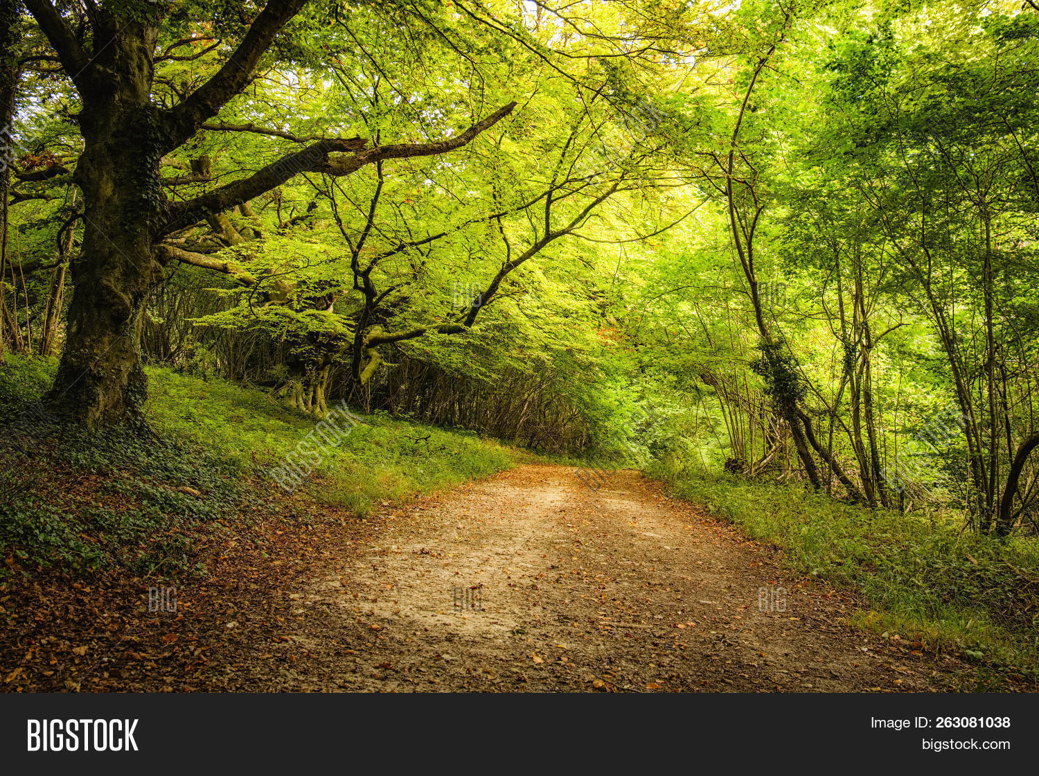 Tree Lined Track Image & Photo (Free Trial) | Bigstock