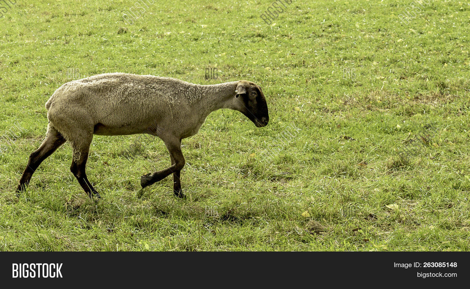 Suffolk Sheep Image & Photo (Free Trial) | Bigstock