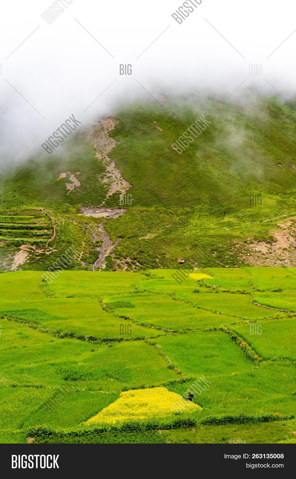 Green Terraced Fields Image & Photo (Free Trial) | Bigstock