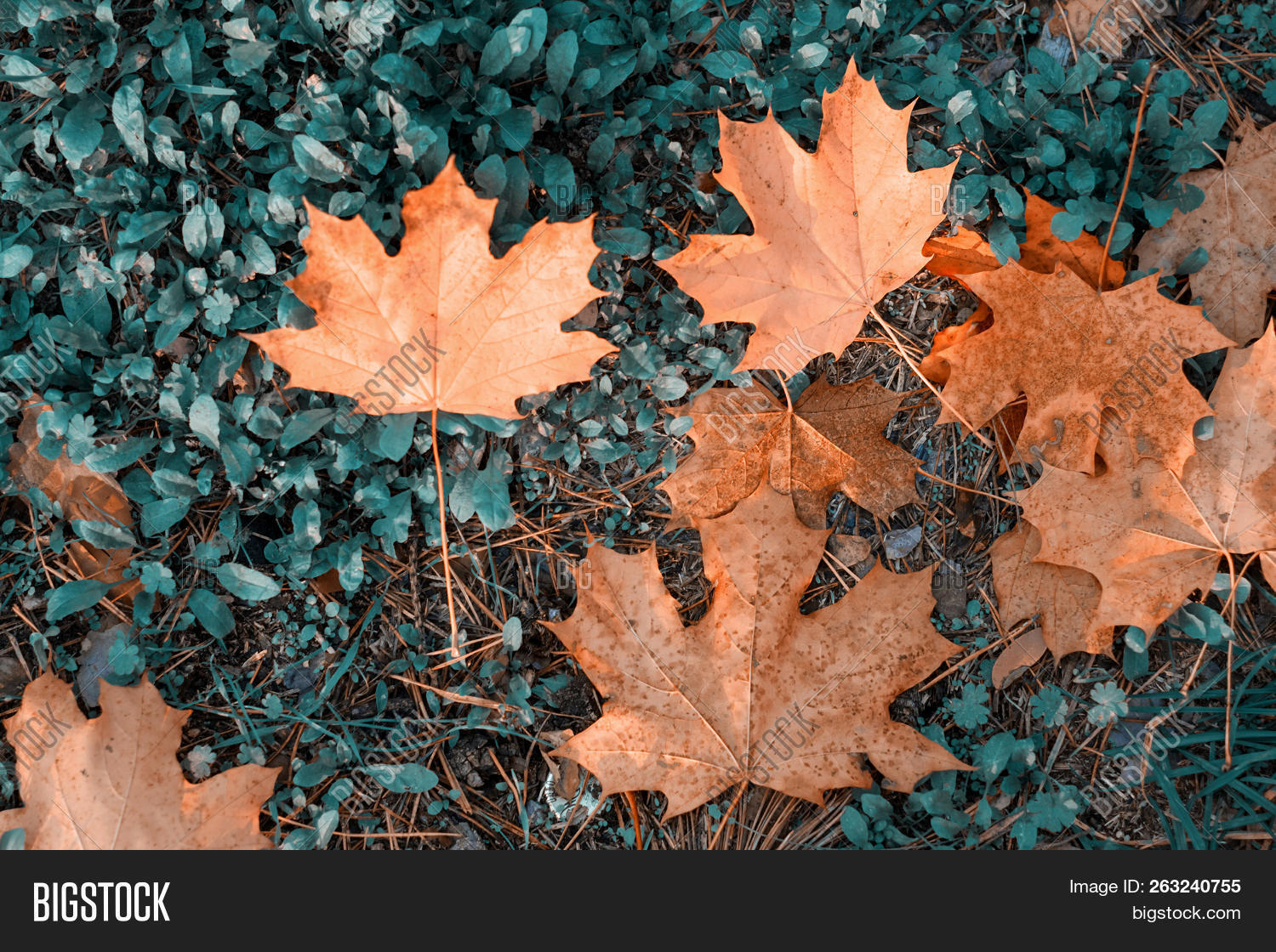 Fading Autumn Leaves. Image & Photo (Free Trial) | Bigstock