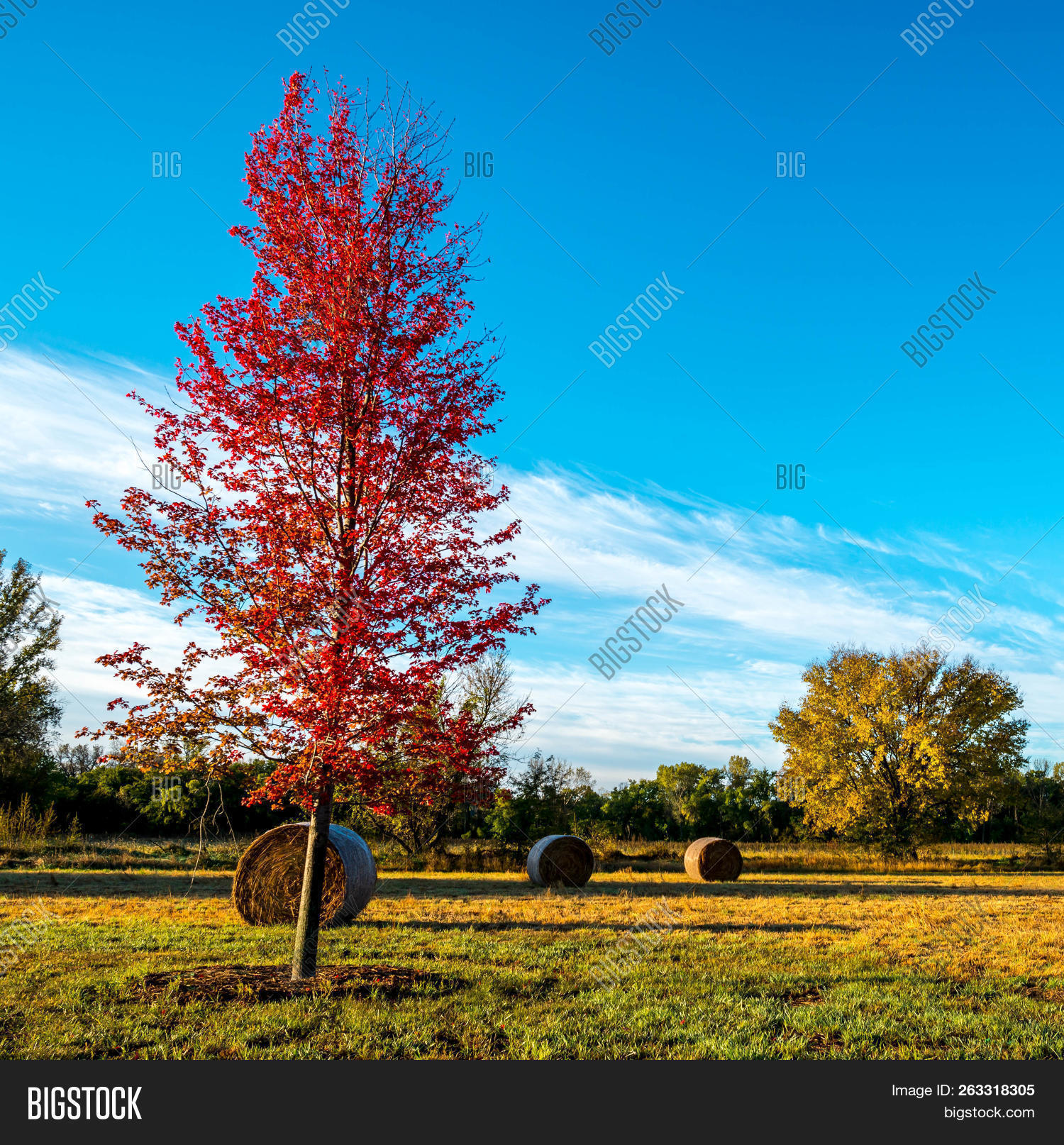 Red Maple Tree Hay Image & Photo (Free Trial) | Bigstock
