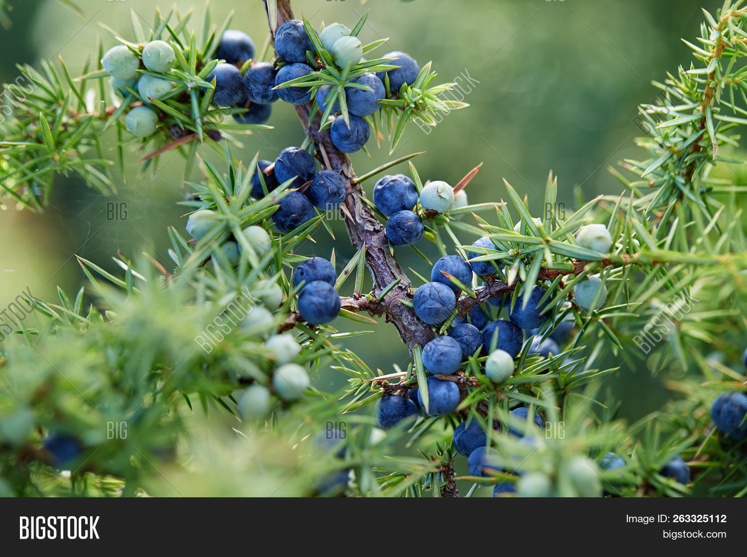 Close- Juniper Berries Image & Photo (Free Trial) | Bigstock