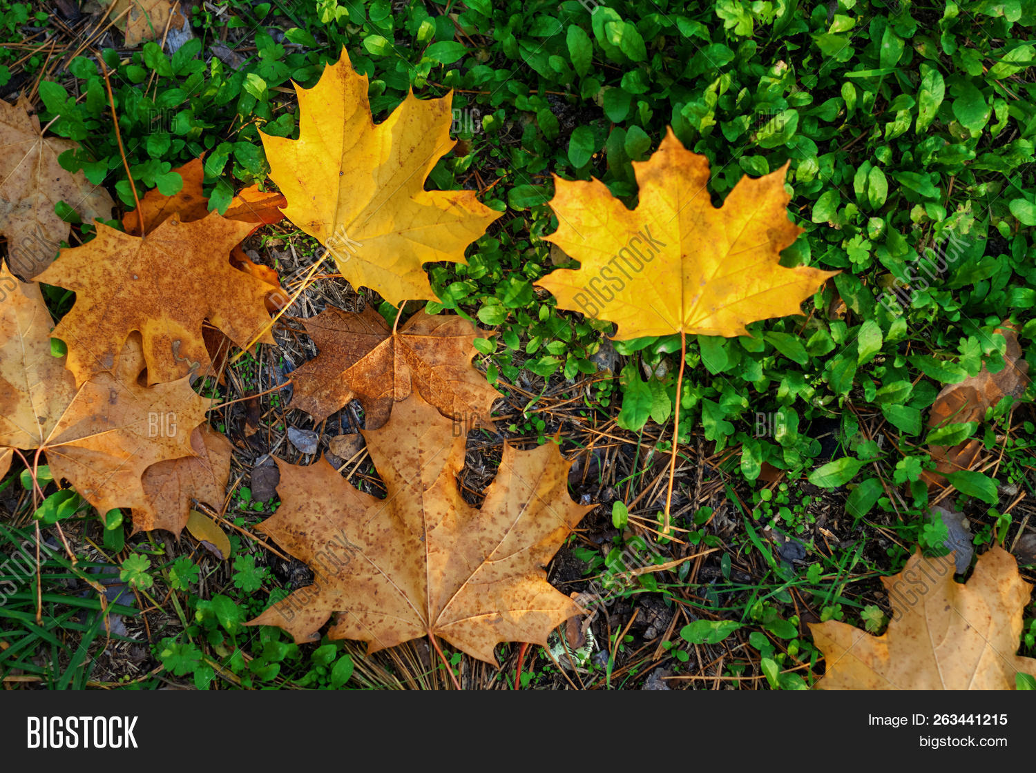Fading Autumn Leaves. Image & Photo (Free Trial) | Bigstock