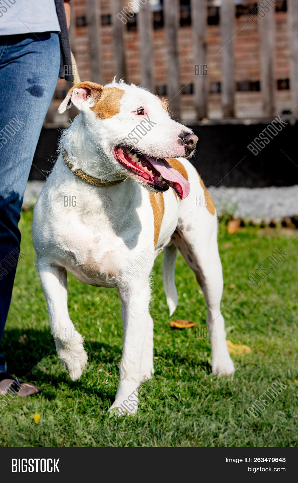 Cross Griffon Dog Image & Photo (Free Trial) | Bigstock