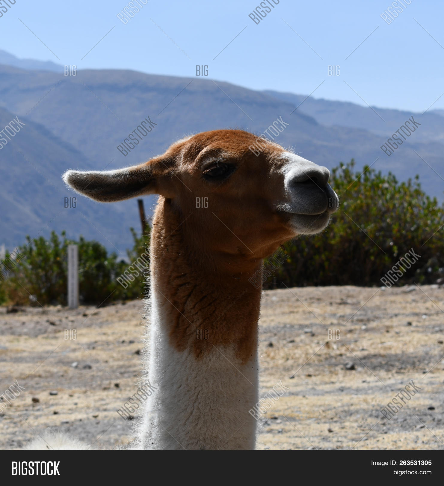 Lama Close- Portrait Image & Photo (Free Trial) | Bigstock