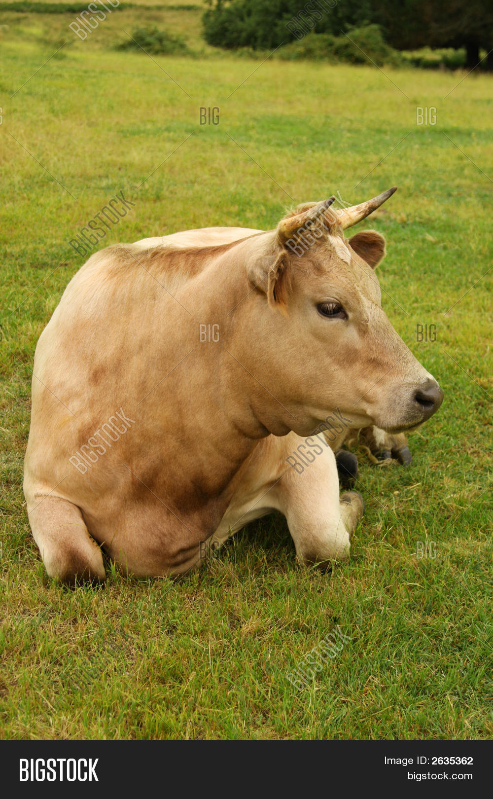 Beautiful Cow Image & Photo (Free Trial) | Bigstock