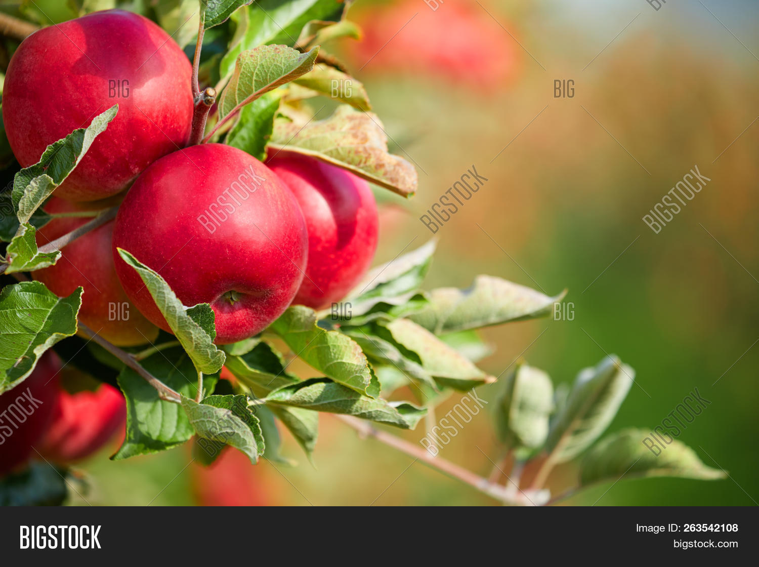 Shiny Delicious Apples Image & Photo (Free Trial) | Bigstock