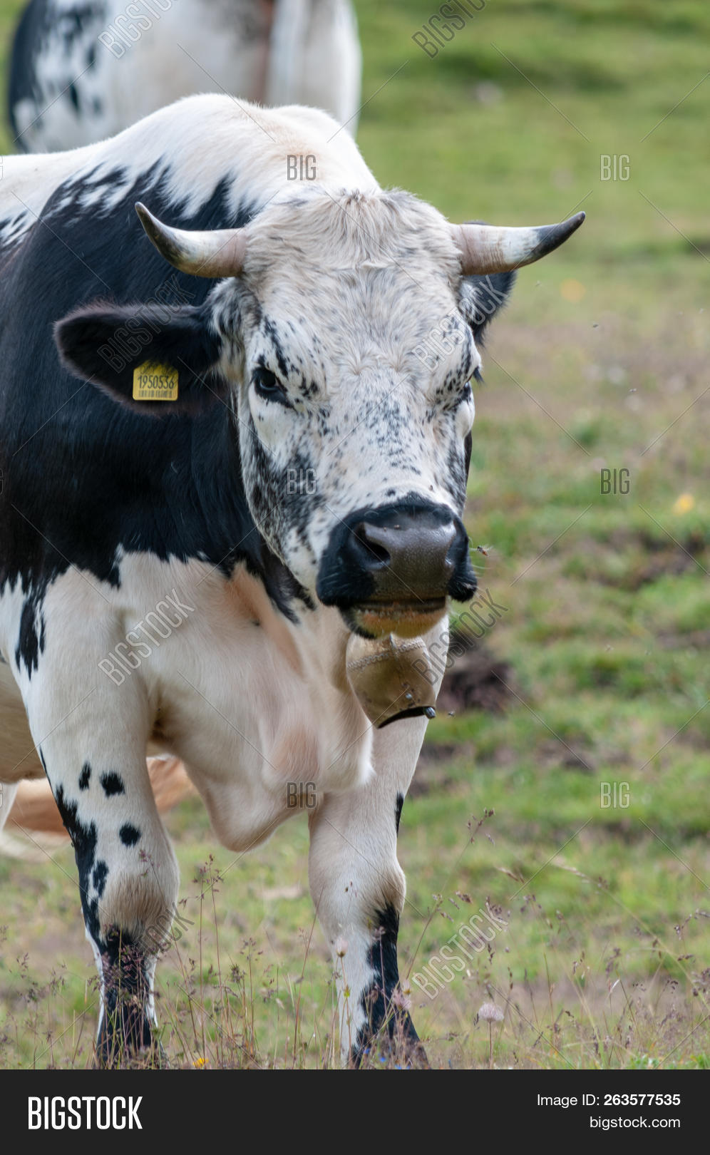 Witrik Cow Italian Image & Photo (Free Trial) | Bigstock