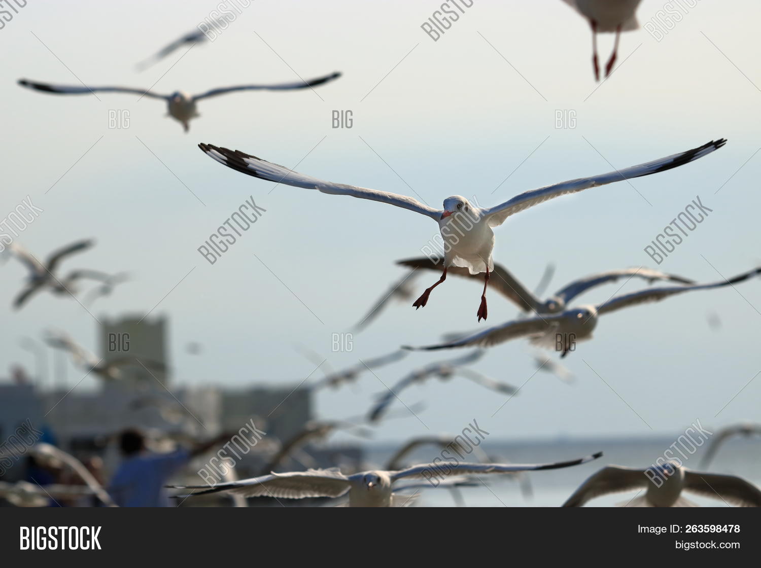 Flock Seagulls Flying Image & Photo (Free Trial) | Bigstock