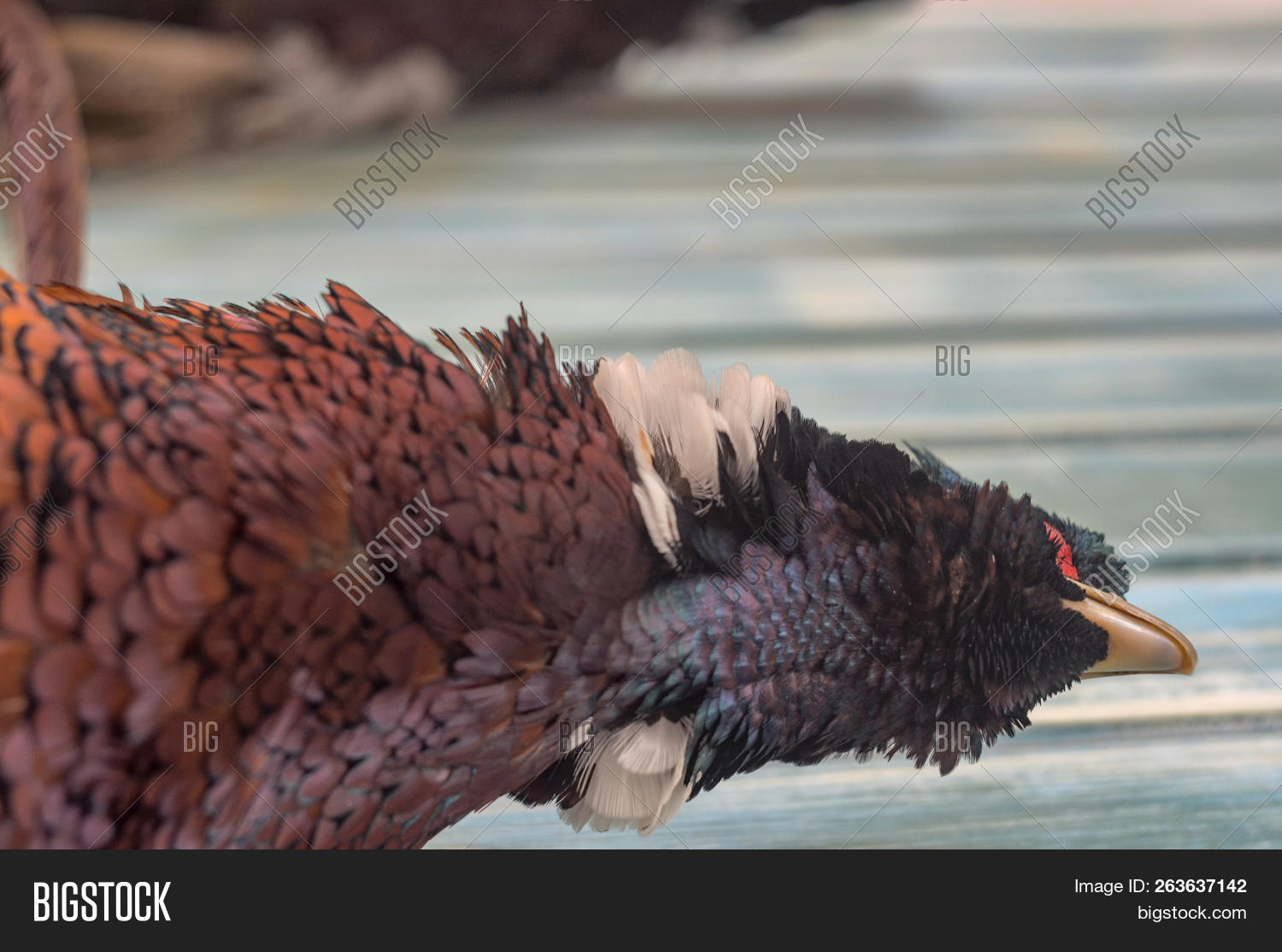 Pheasant Head, Male, Image & Photo (Free Trial) | Bigstock