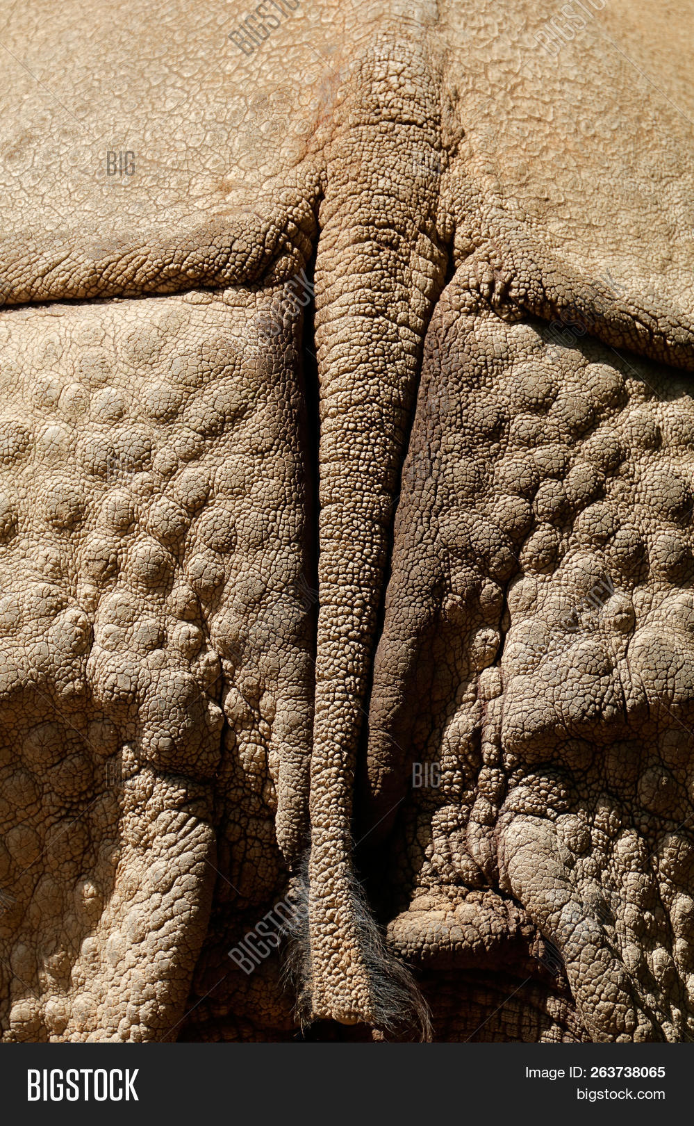 Unique Wrinkled Skin Image & Photo (Free Trial) | Bigstock