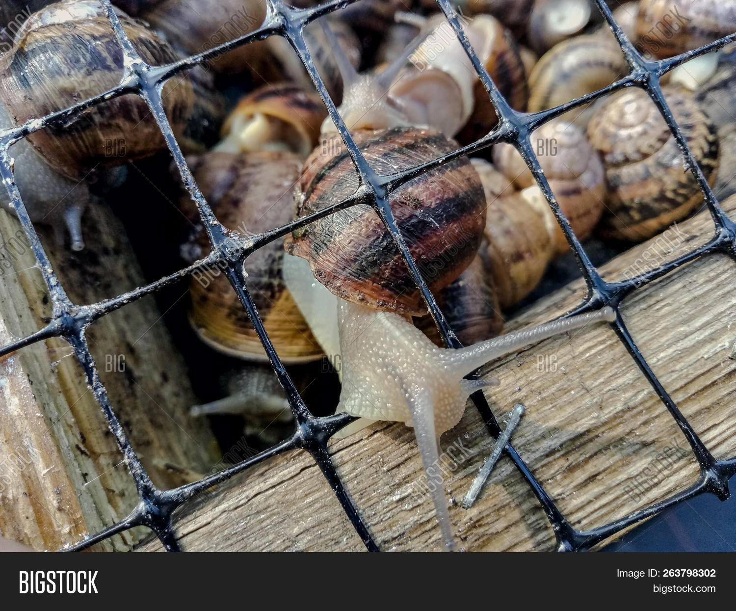 Garden Snail. Helix Image & Photo (Free Trial) | Bigstock