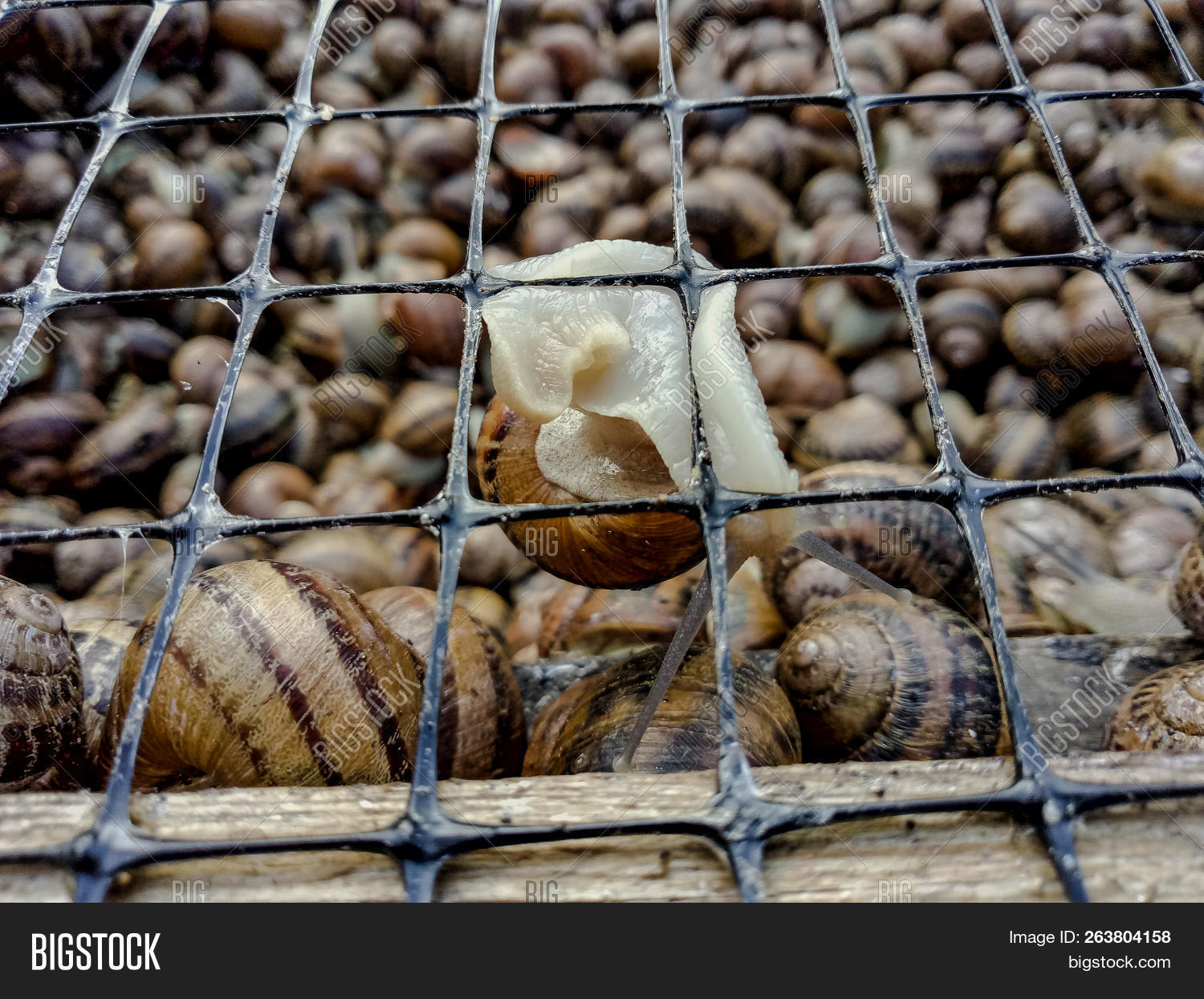 Garden Snail. Helix Image & Photo (Free Trial) | Bigstock