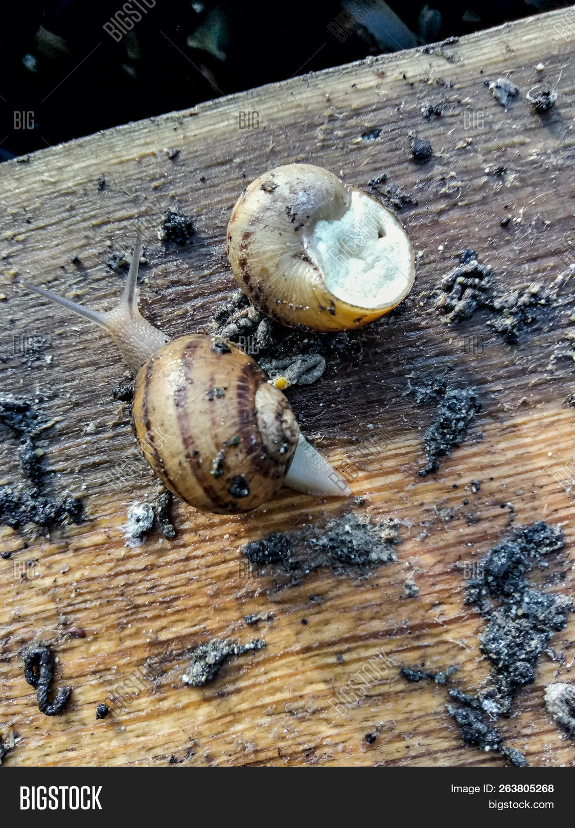 Garden Snail. Helix Image & Photo (Free Trial) | Bigstock