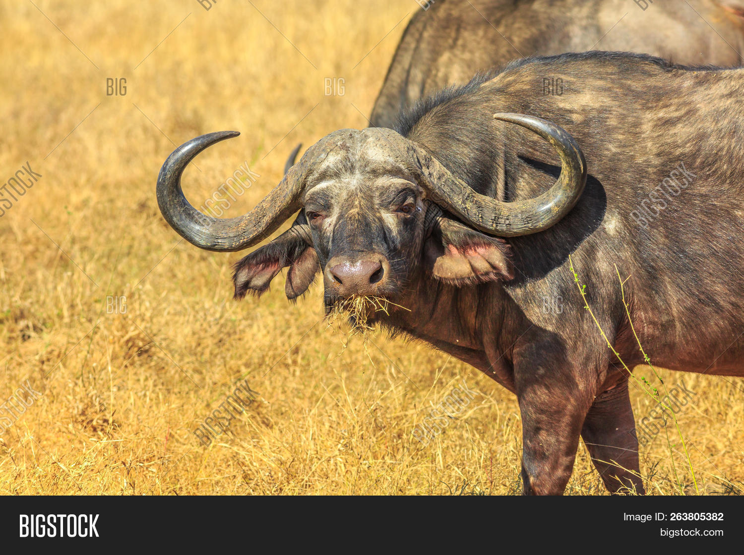 Closeup Face African Image & Photo (Free Trial) | Bigstock