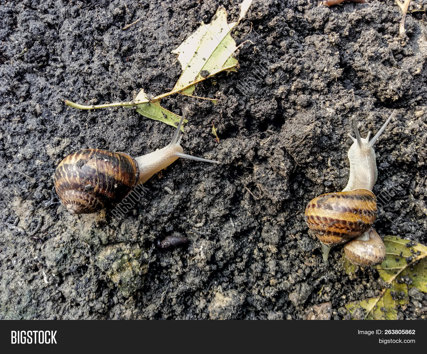 Garden Snail. Helix Image & Photo (Free Trial) | Bigstock