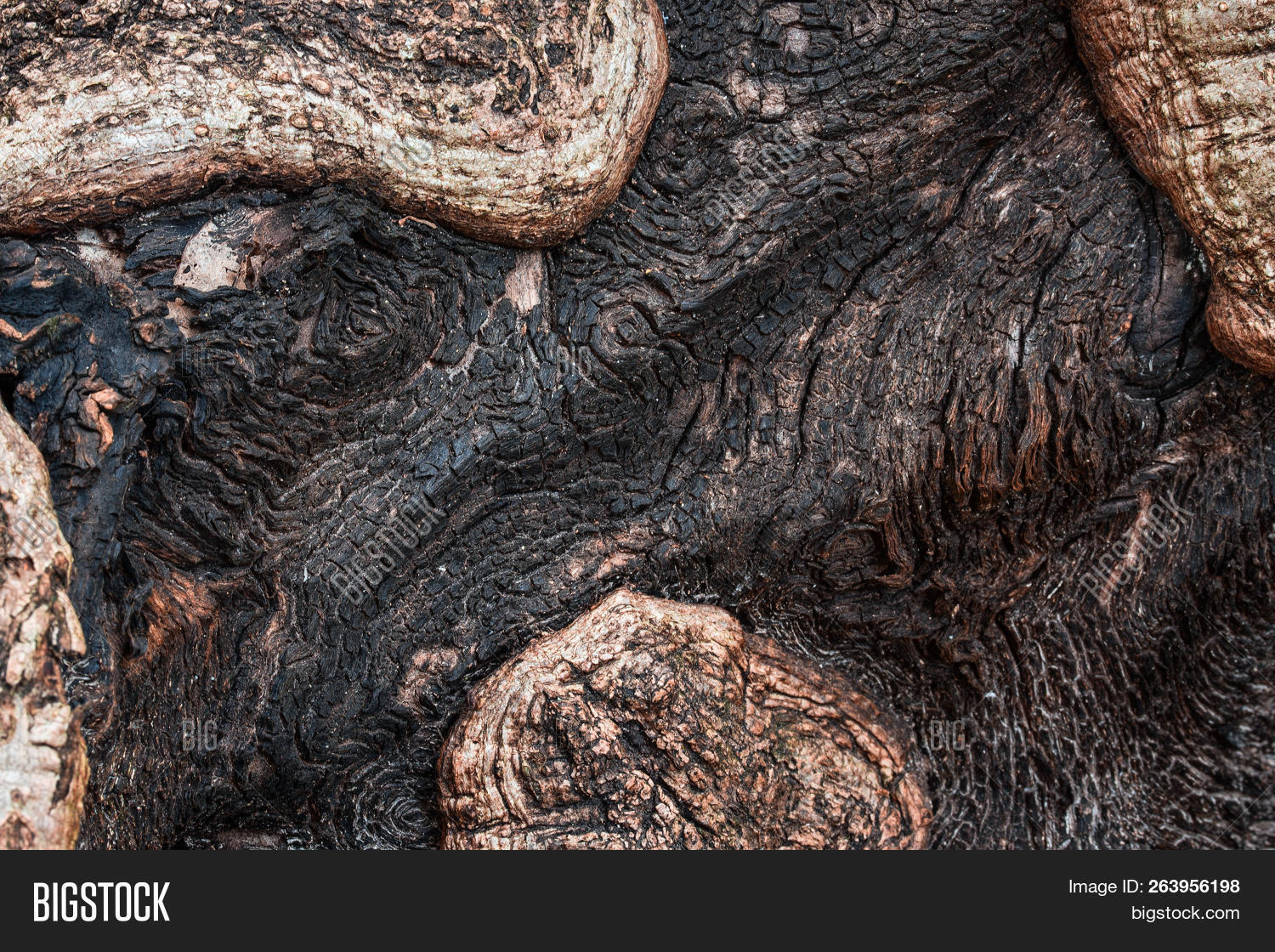 Mystical Root Texture Image & Photo (Free Trial) | Bigstock