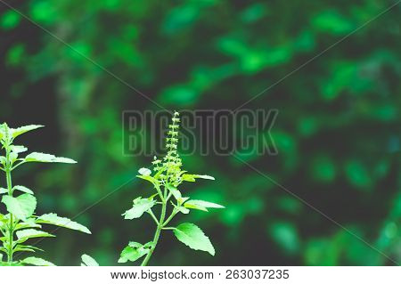 Tulasi Green Tree Image & Photo (Free Trial) | Bigstock